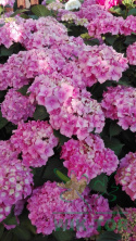 Hortensja ogrodowa różowa pienna Hydrangea macrophylla - Ogrodniczy ...